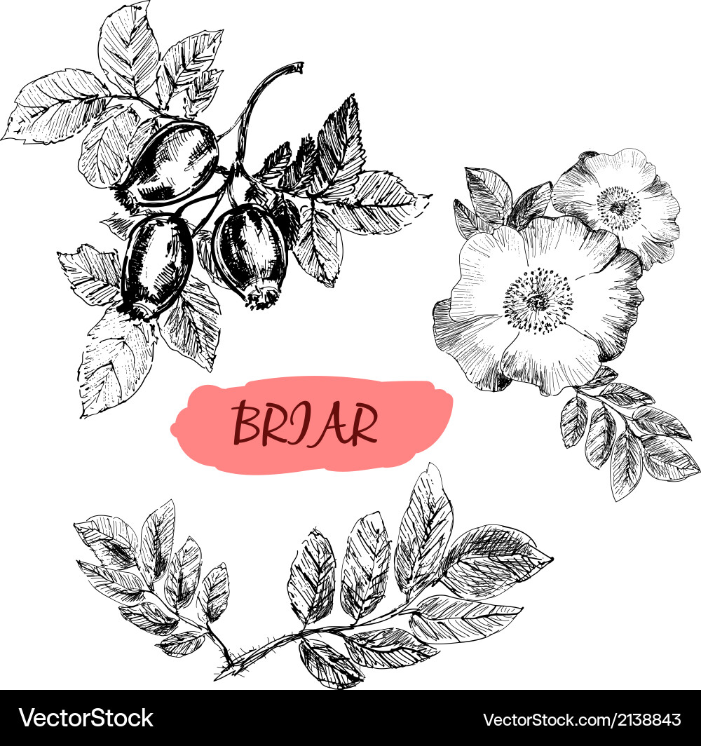 Wild Rose Berry Sketch Royalty Free Vector Image