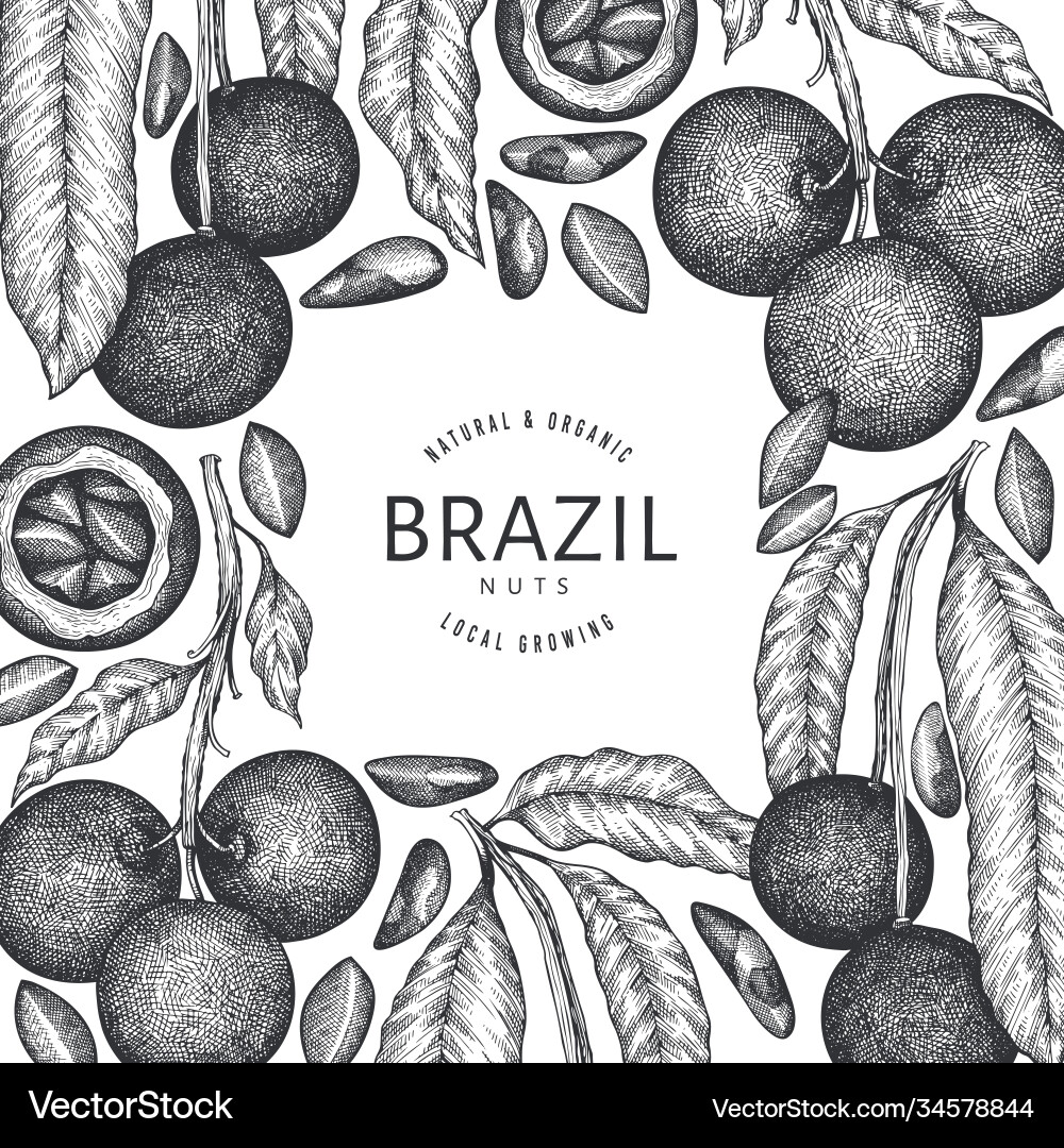 Hand drawn brazilian branch and kernels Royalty Free Vector