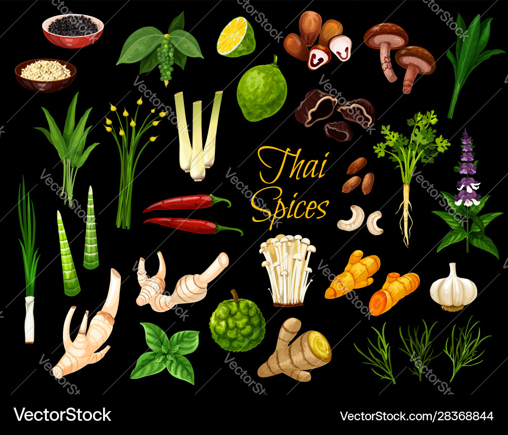 Thai spices herbs and cooking condiments Vector Image