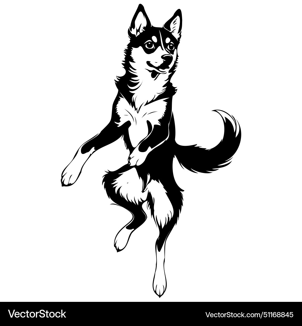 Alaskan klee kai jumps drawing realistic outline Vector Image