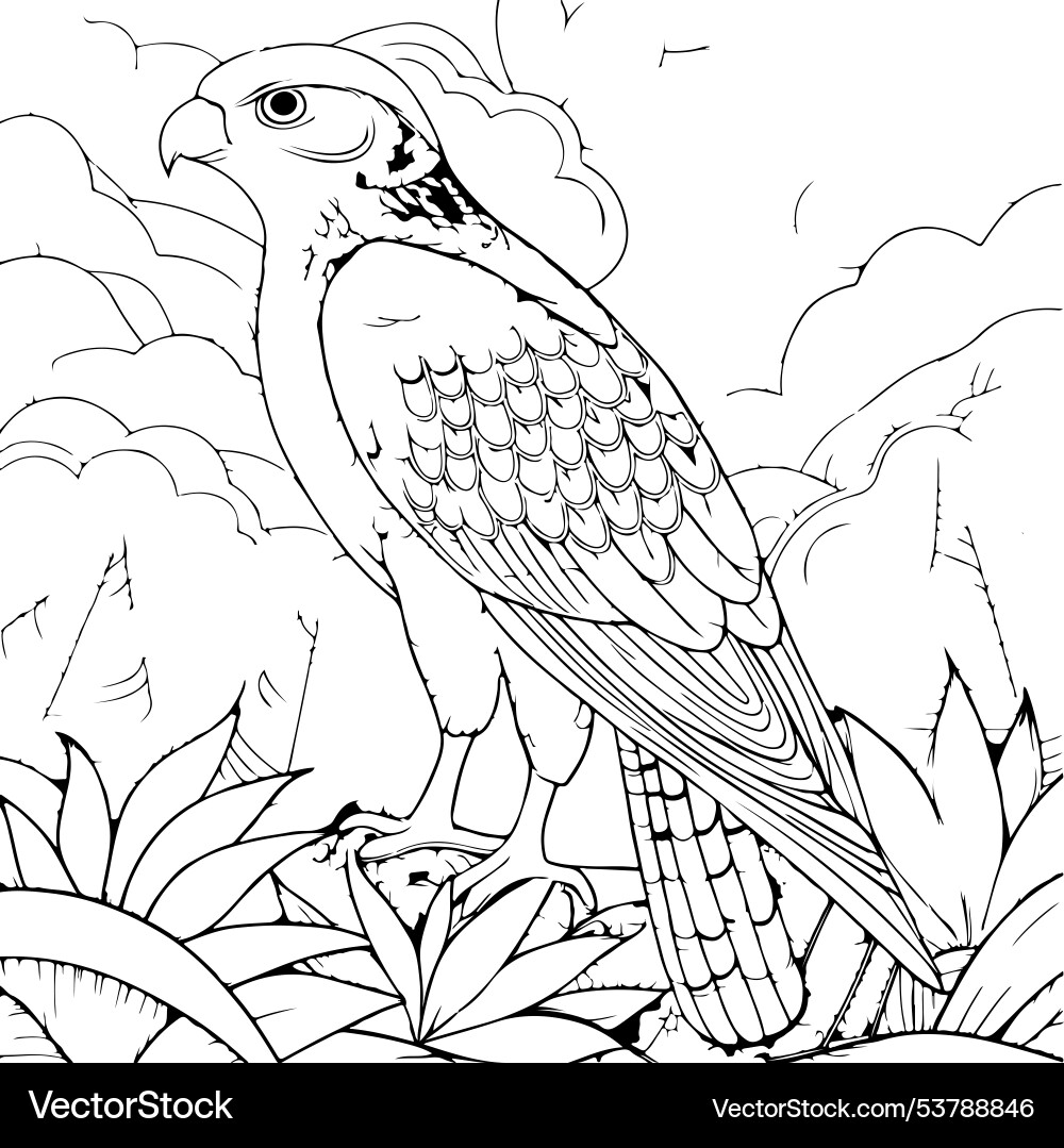 Hawk bird coloring book page Royalty Free Vector Image