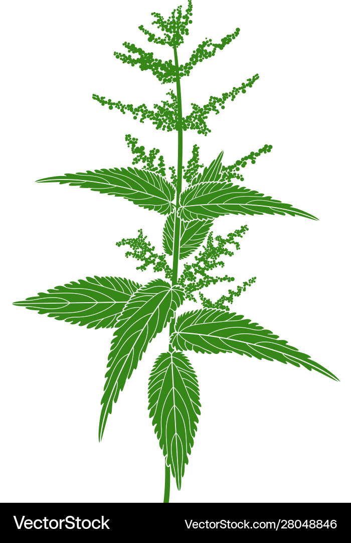 Nettle Royalty Free Vector Image - VectorStock