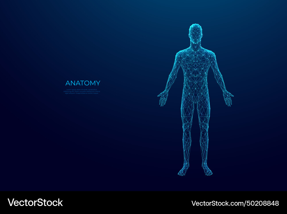 Abstract digital human body polygonal wireframe Vector Image