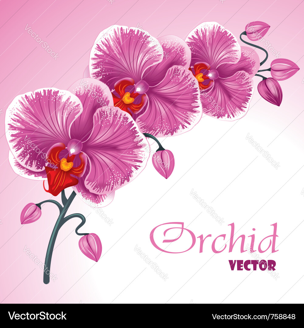 Orchid Royalty Free Vector Image - VectorStock