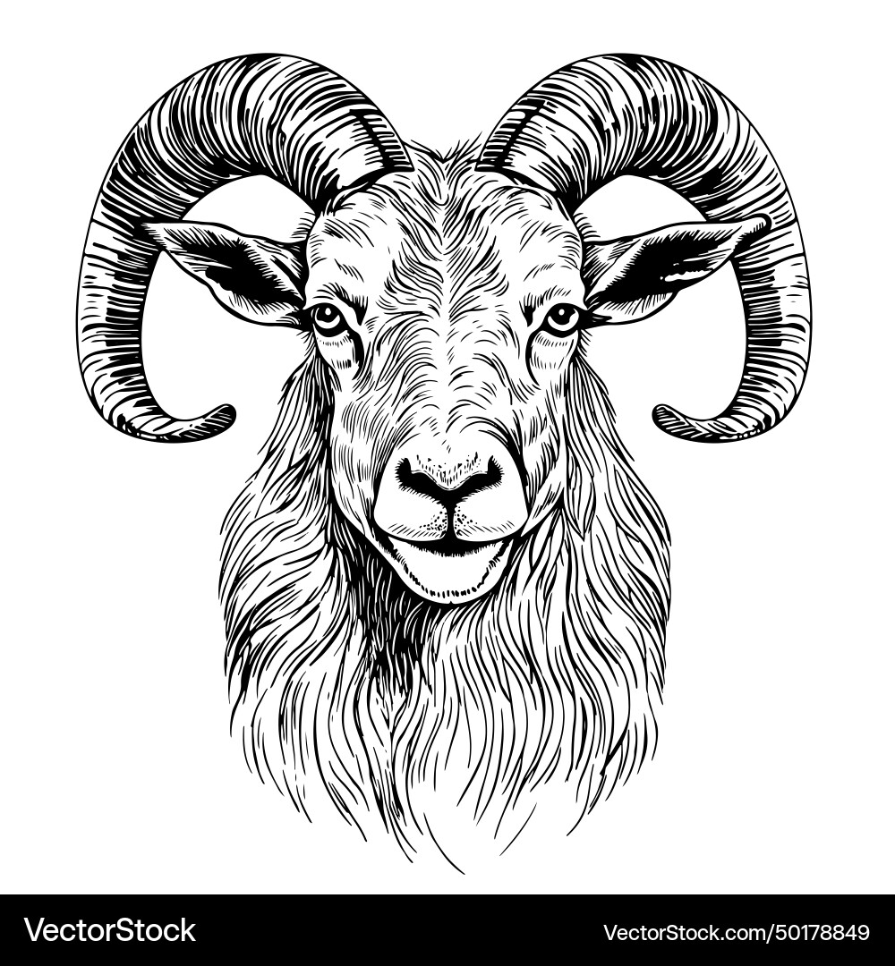 Farm goat portrait hand drawn sketch cattle Vector Image