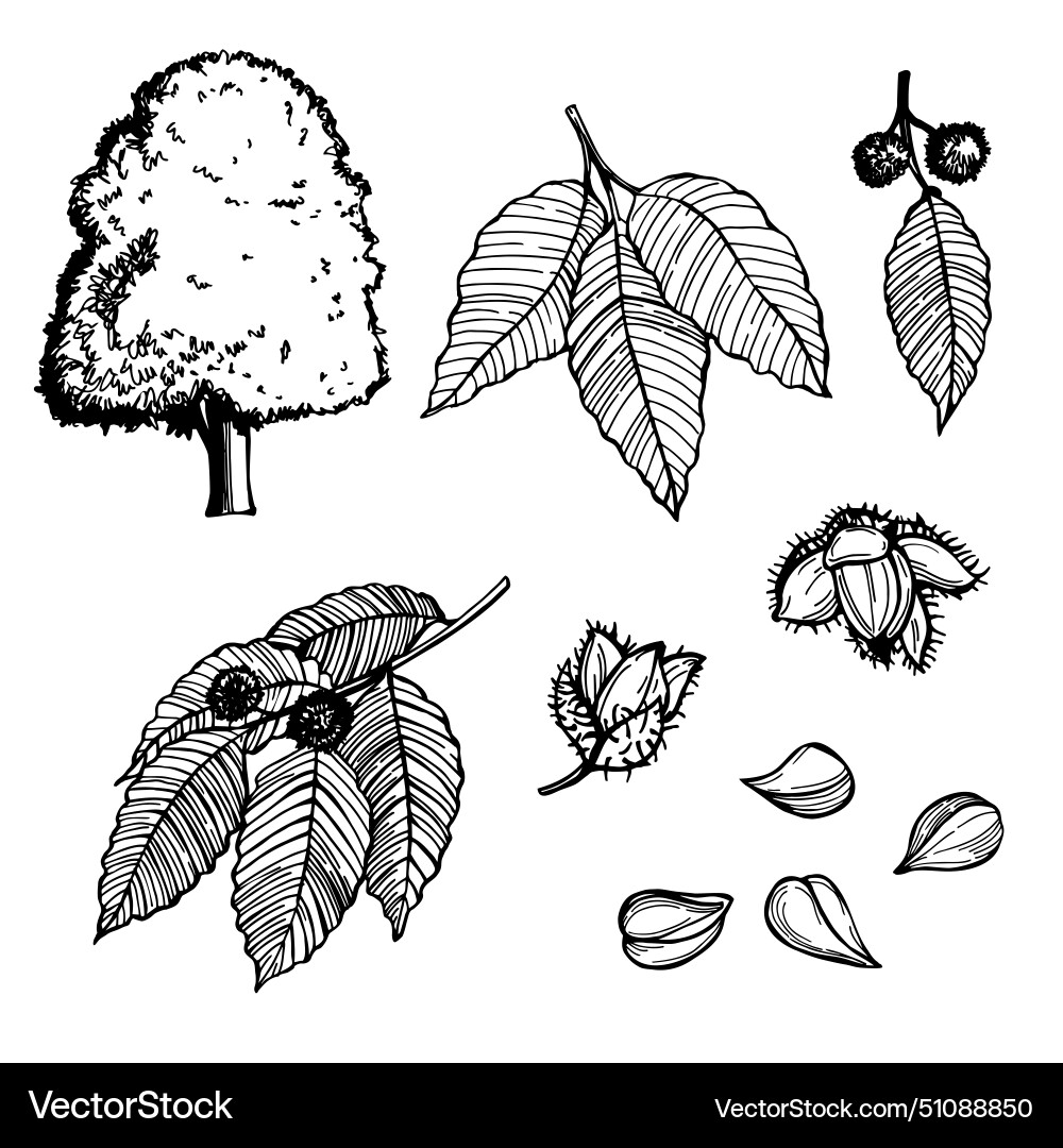 Beech leaves and nuts sketch Royalty Free Vector Image