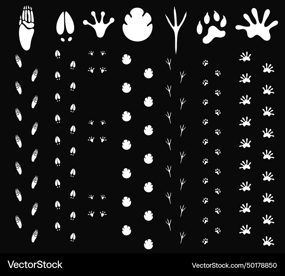 Paw print Royalty Free Vector Image - VectorStock