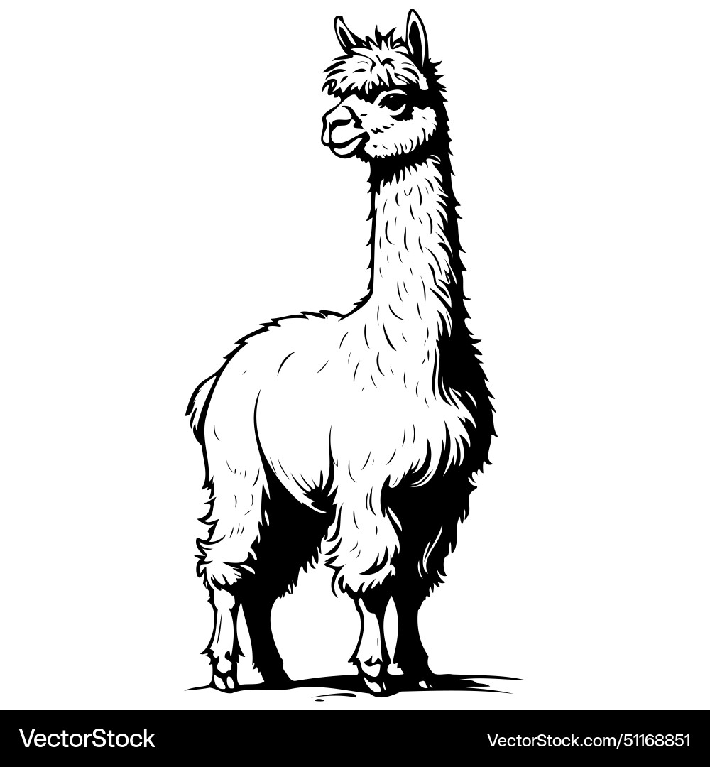 Alpaca standing sideways drawing black silhouette Vector Image