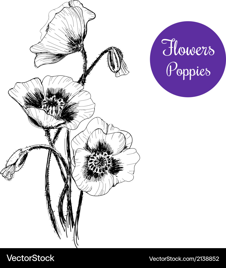 Poppies Royalty Free Vector Image - VectorStock