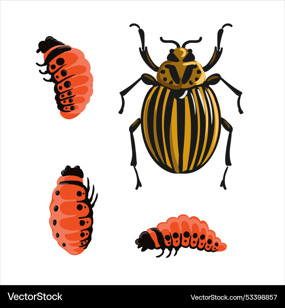 Drawing colorado potato beetle Royalty Free Vector Image