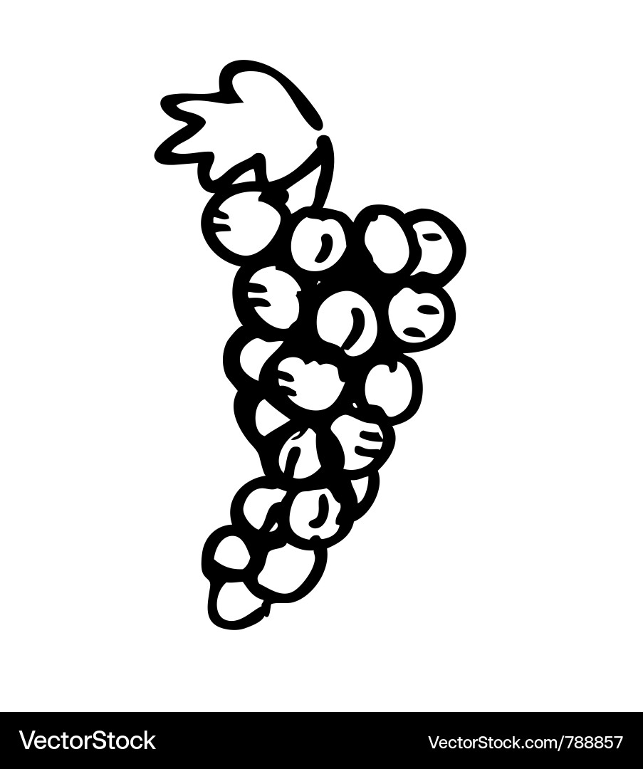 Grape doodle Royalty Free Vector Image - VectorStock