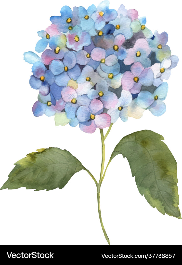 Watercolor Blue Hydrangea Royalty Free Vector Image