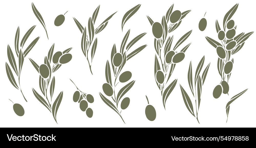 Hand drawn collection of olive branches Royalty Free Vector