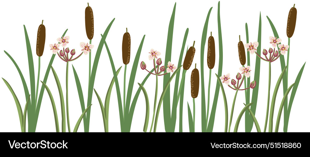 Drawing wild plants lesser bulrush Royalty Free Vector Image