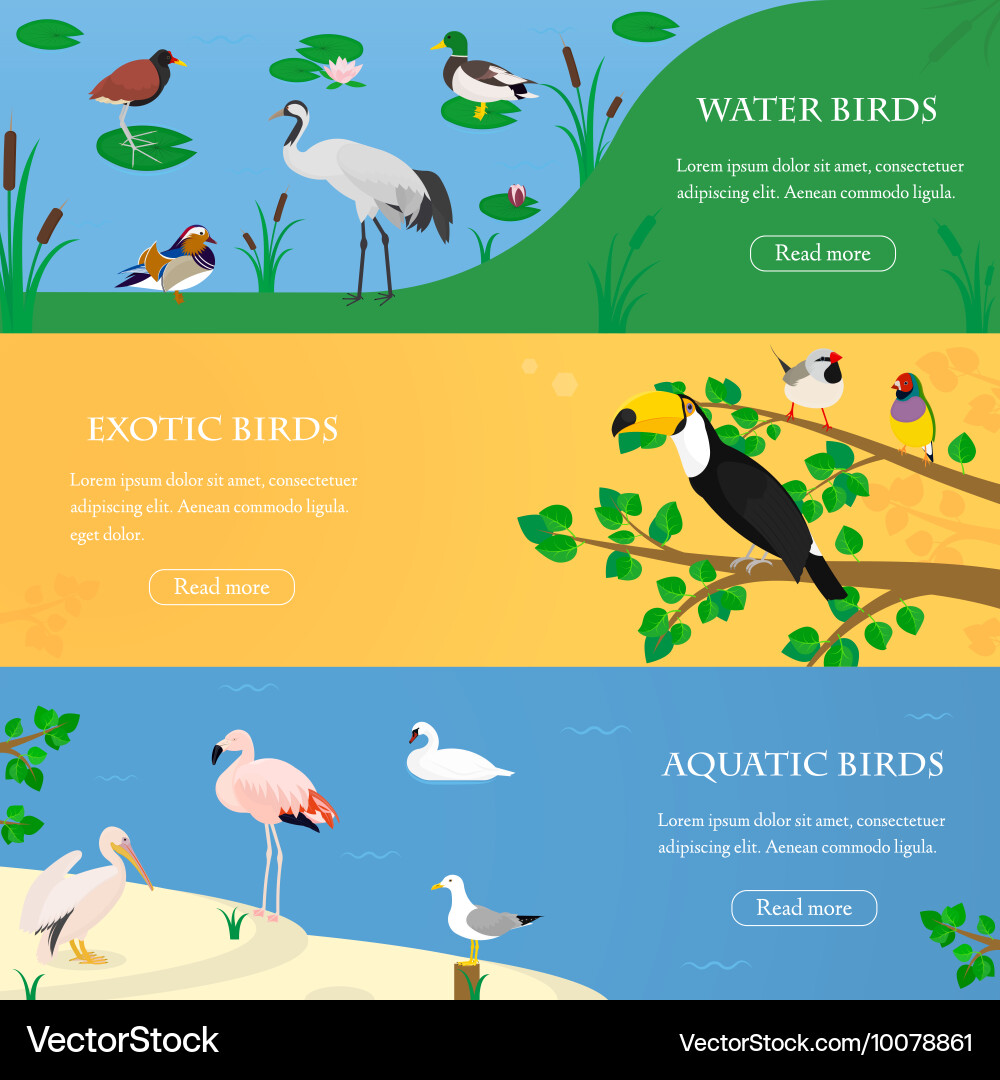 Exotic Bird Banner Set Royalty Free Vector Image