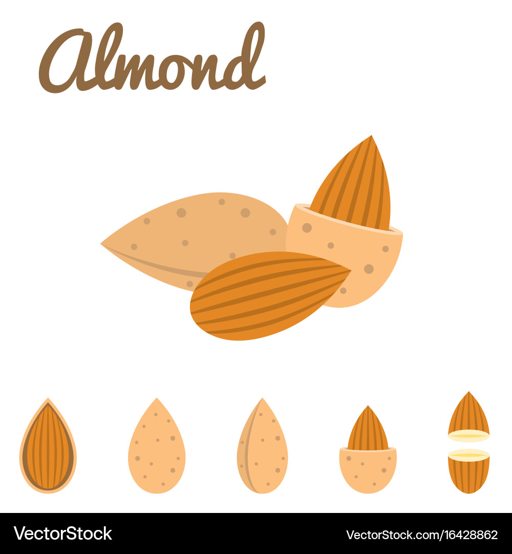 Almond icon Royalty Free Vector Image - VectorStock