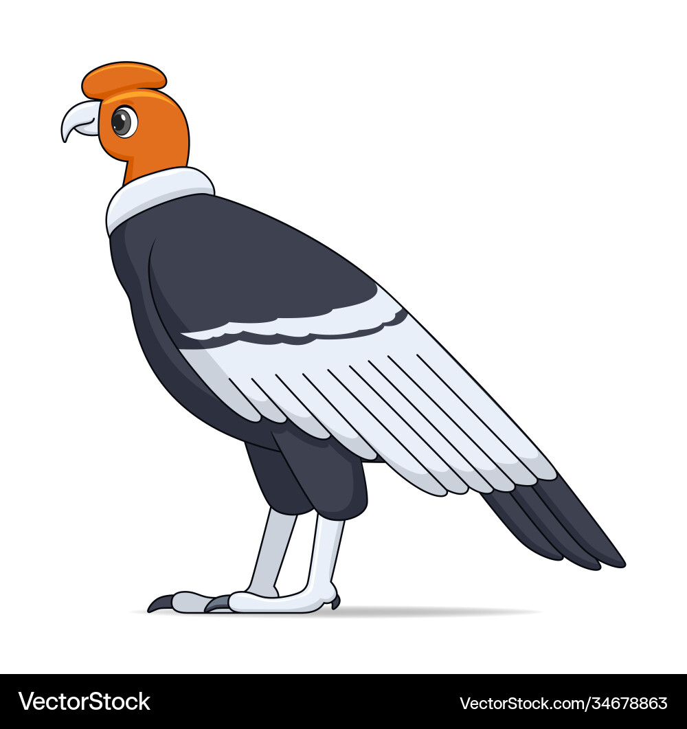 Andean condor bird on a white background Vector Image