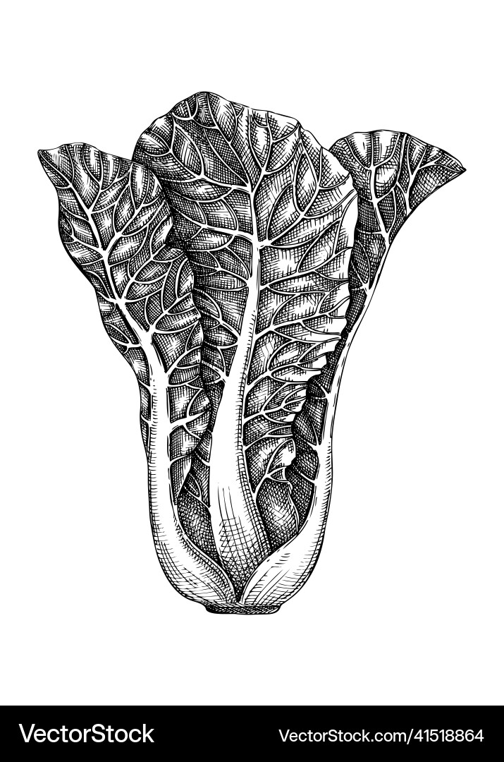 Fresh kale sketch garden vegetable drawing Vector Image