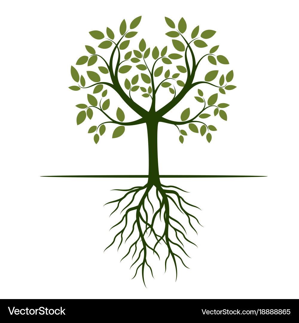 Green tree with roots Royalty Free Vector Image