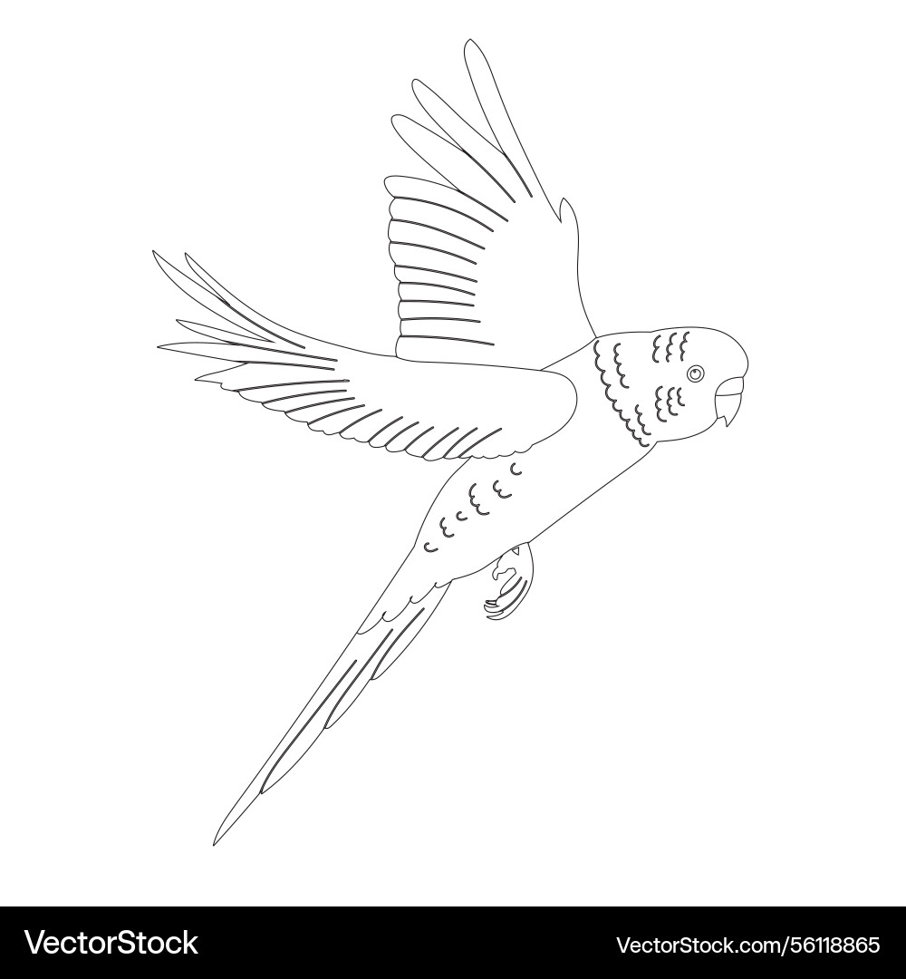 Parrot flying sketch on a white background Vector Image