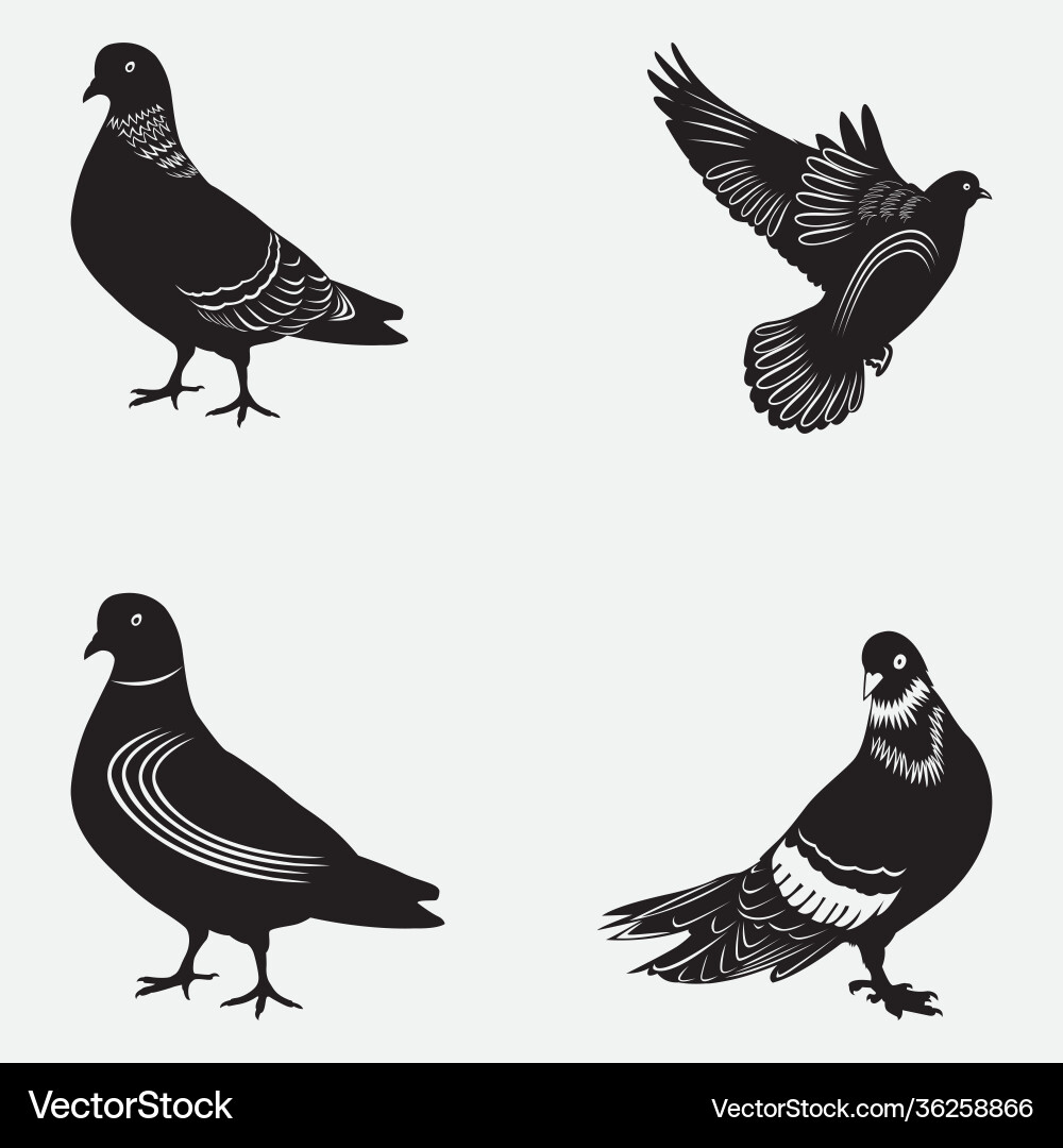 Pigeon Royalty Free Vector Image - VectorStock