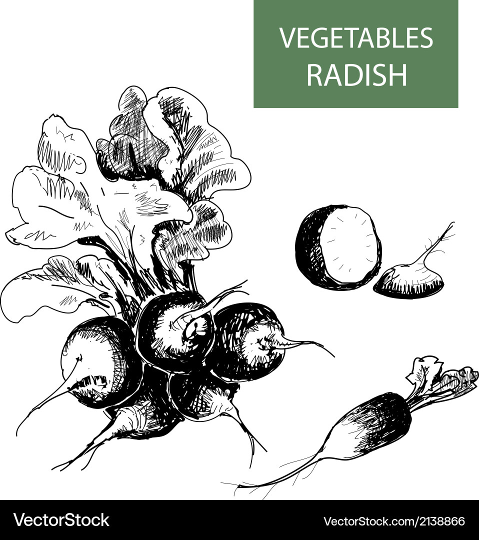 Radish Royalty Free Vector Image - VectorStock