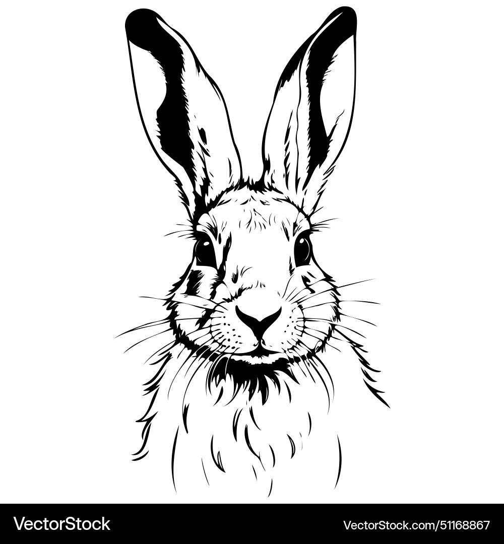 Arctic hare portrait hand drawn animal Royalty Free Vector