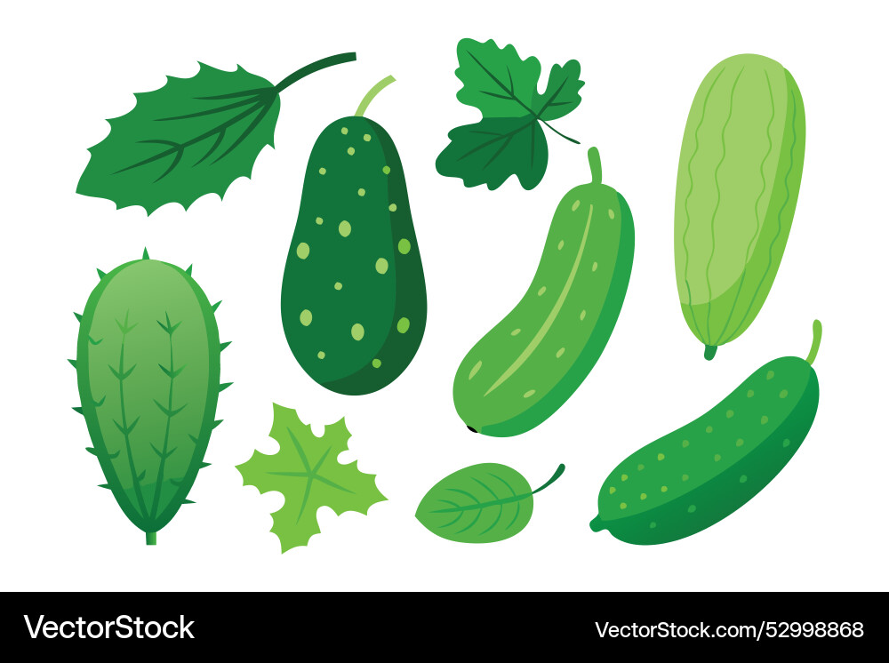 Cucumber with leaves set isolated flat on white – Royalty-Free Vector ...
