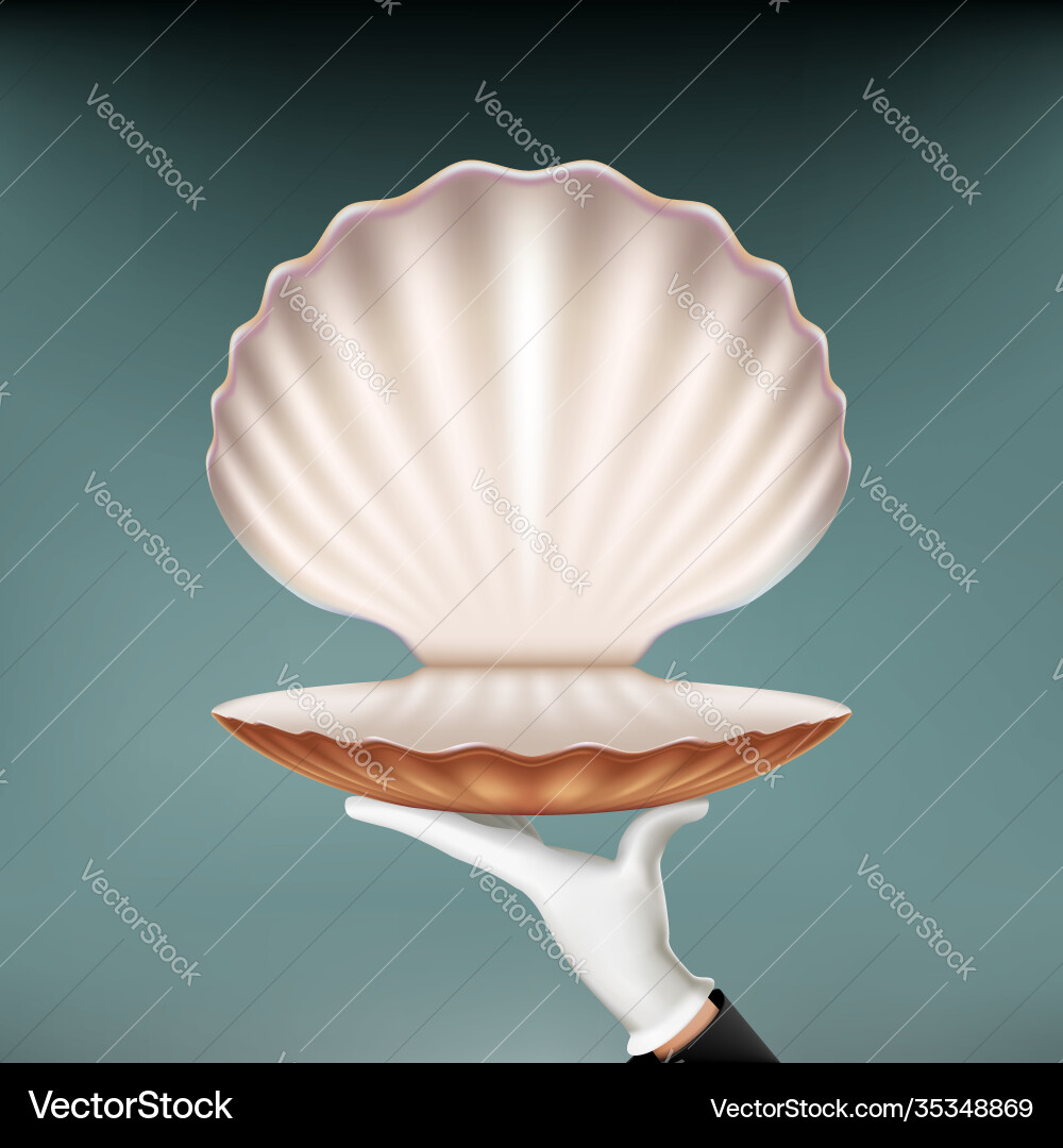 Sea Shell Open Vector