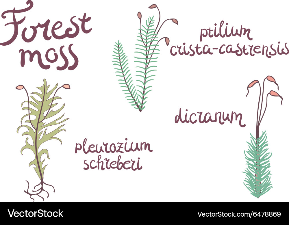 Moss Plant Set Royalty Free Vector Image - VectorStock