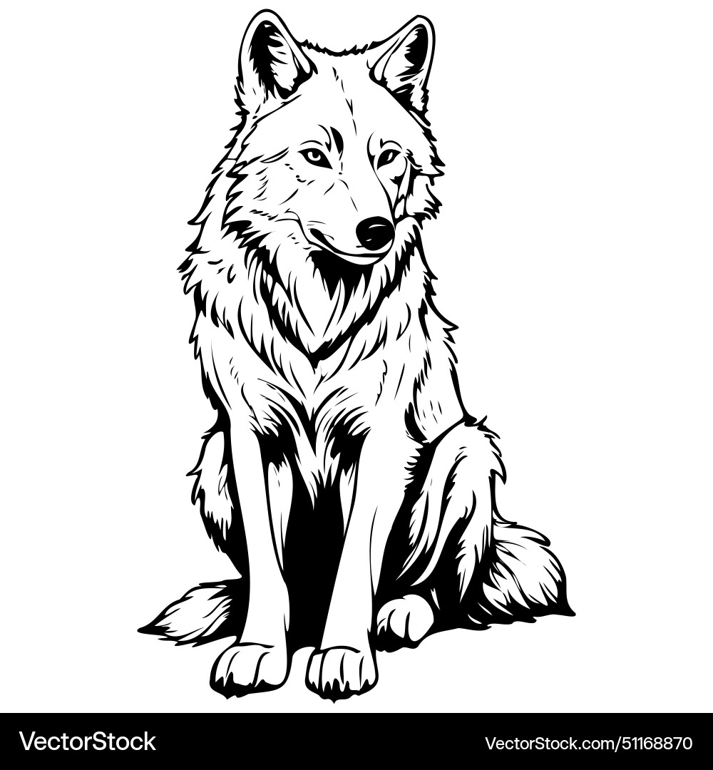 Arctic wolf sitting monochrome outline drawing Vector Image