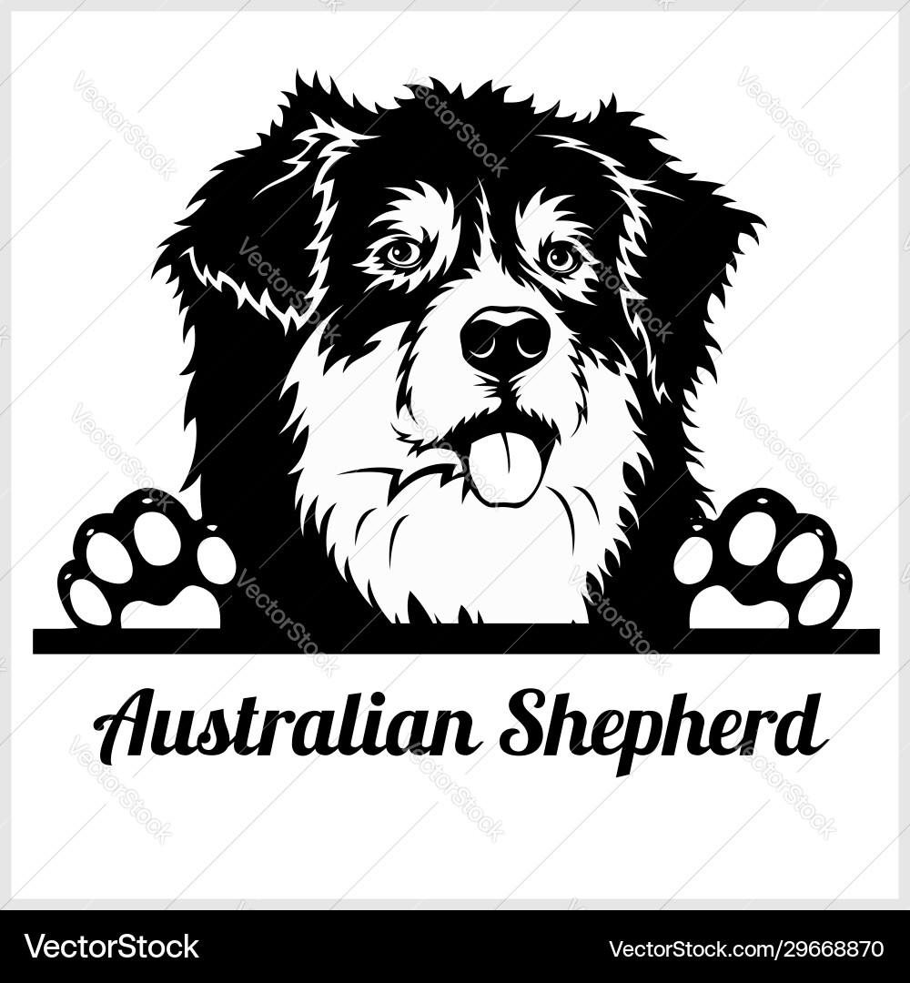Dog head australian shepherd breed black Vector Image