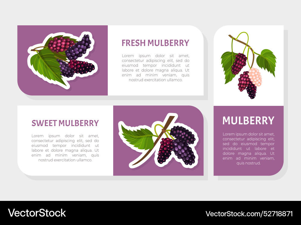 Mulberry sticker or label design with garden fruit