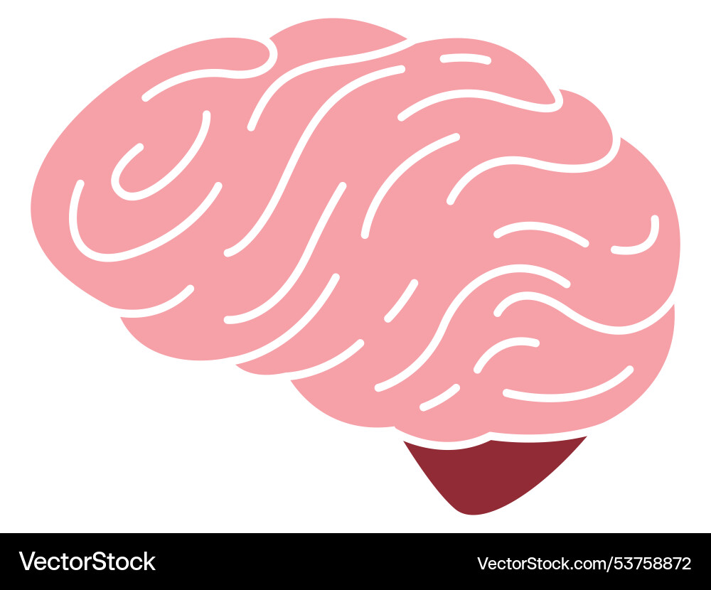 Human Brain Anatomy Royalty Free Vector Image - VectorStock