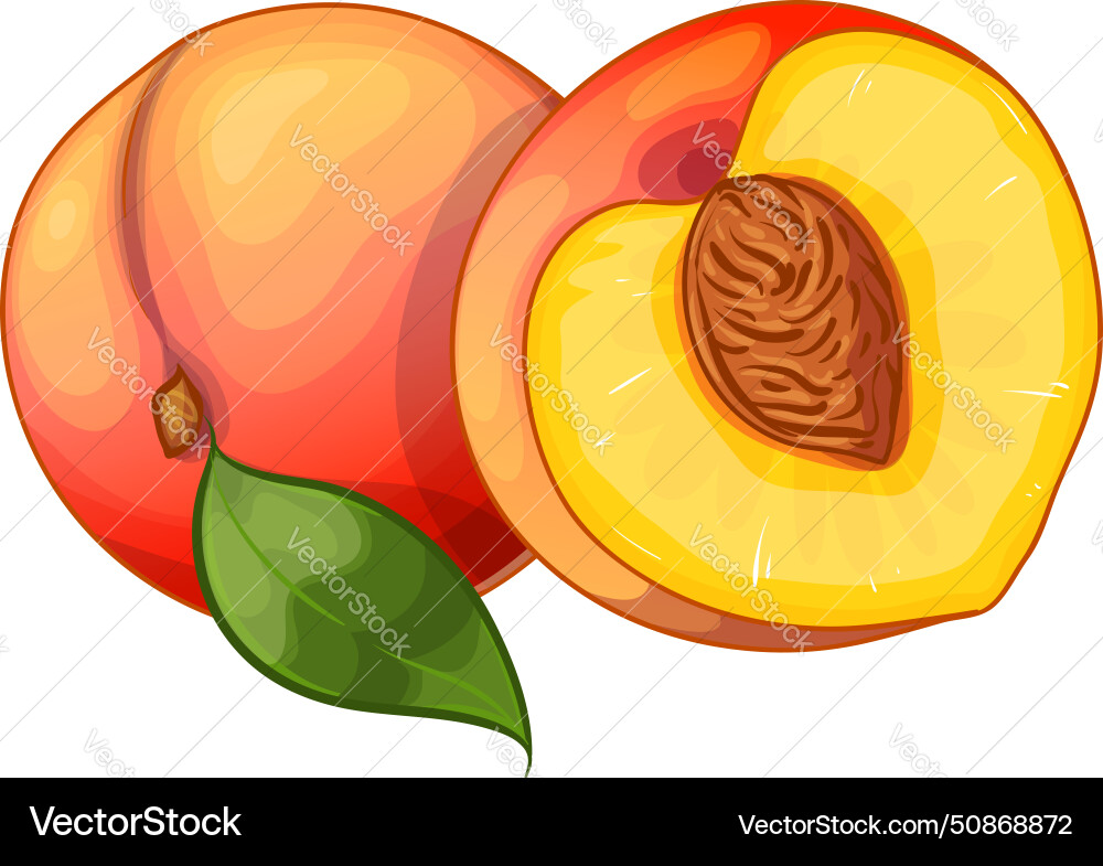 Peach Royalty Free Vector Image - VectorStock