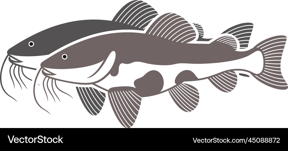 Redtail catfish Royalty Free Vector Image - VectorStock