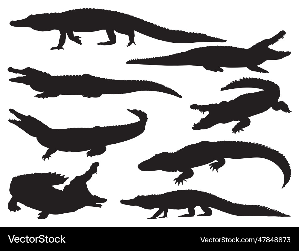Baby Gator Vector Images (over 430)