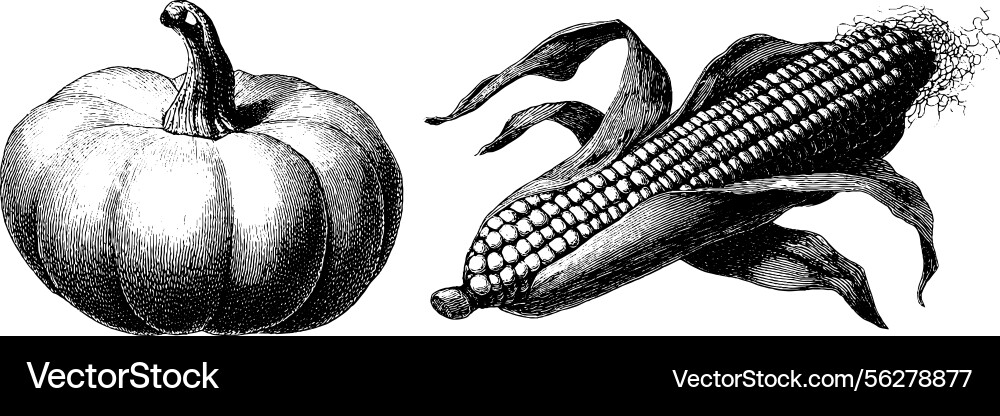 Vintage engraved set featuring Royalty Free Vector Image