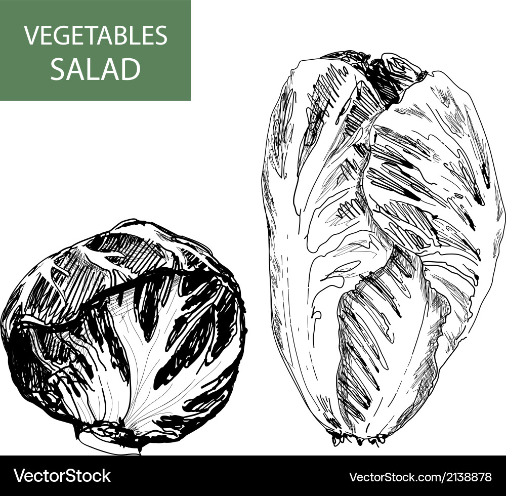 Salad - set Royalty Free Vector Image - VectorStock
