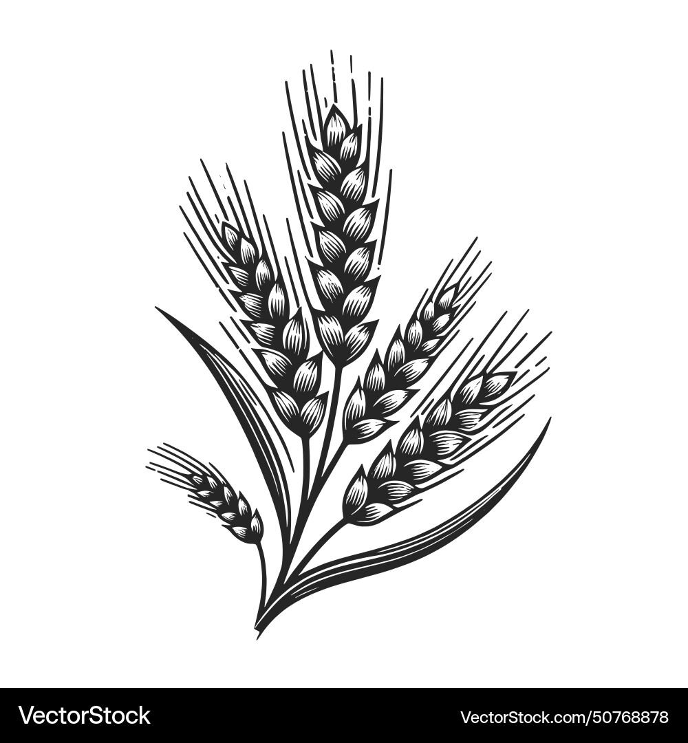 Wheat ears engraving line art Royalty Free Vector Image