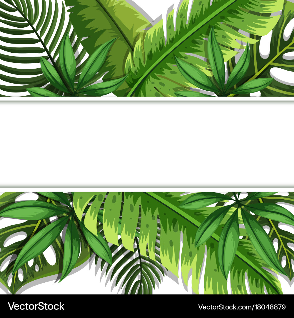 Banner design with green leaves in background Vector Image
