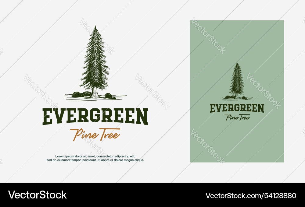 Hand drawn pine tree vintage logo evergreen fir Vector Image