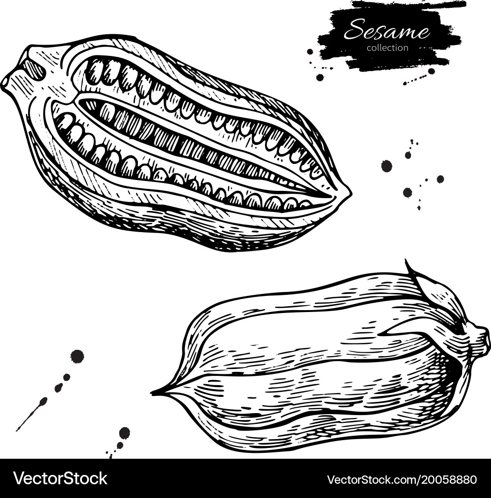 Sesame nut and seed drawing hand drawn Royalty Free Vector