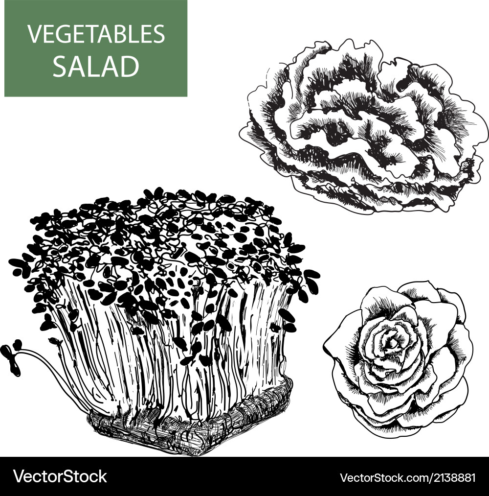 Salad - set Royalty Free Vector Image - VectorStock