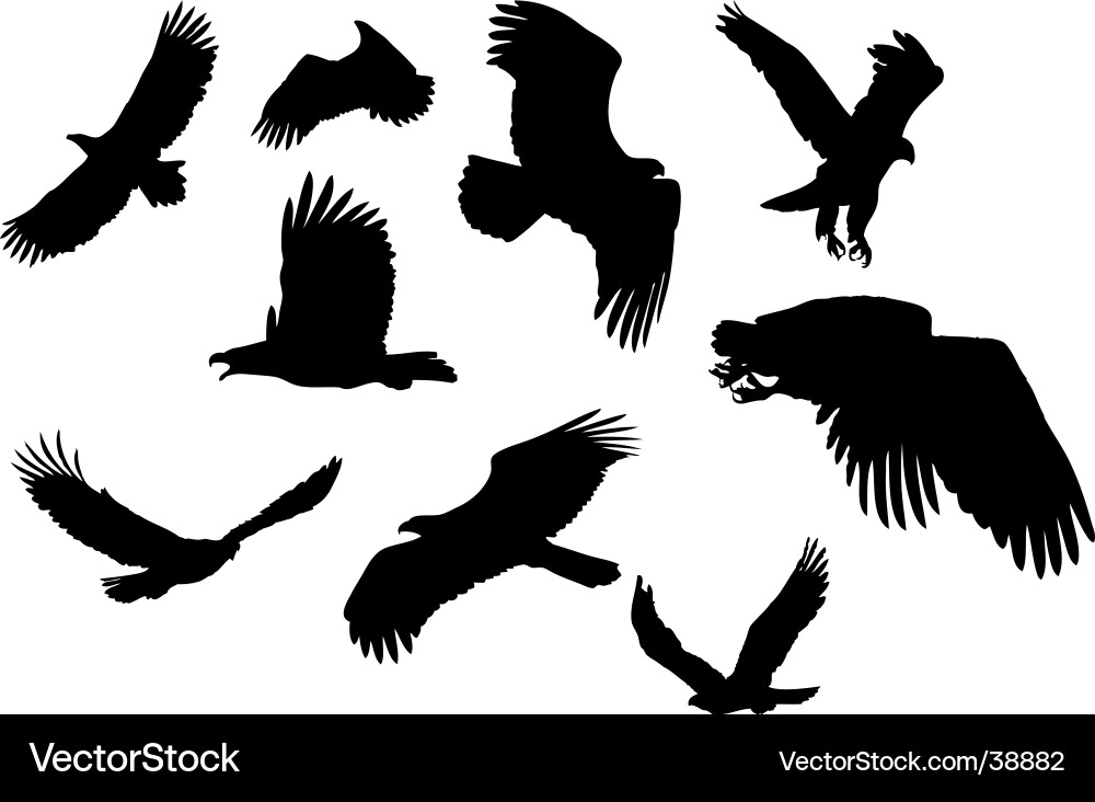 Bird Flutter Vector Images (over 780)