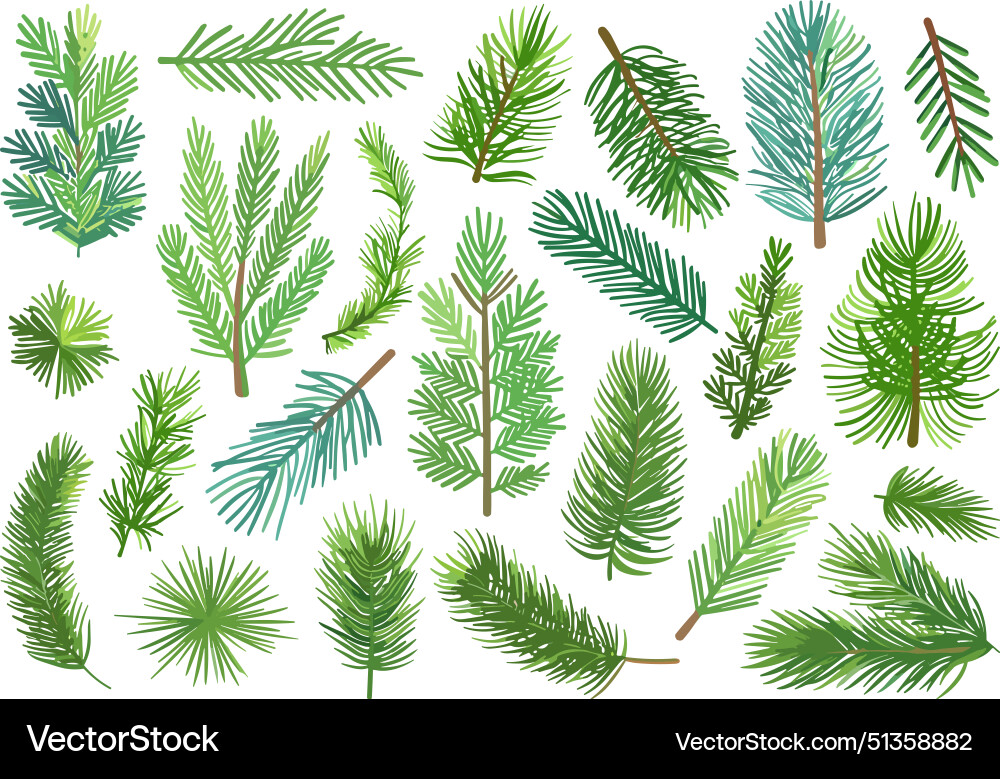 Pine and fir branch set evergreen tree branches Vector Image