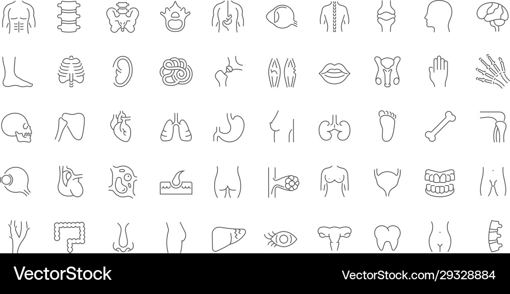 Set line icons anatomy Royalty Free Vector Image