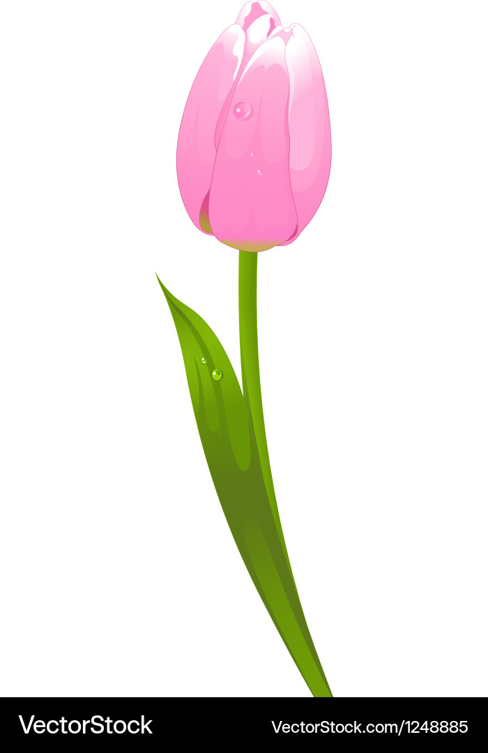 Tulip Royalty Free Vector Image - VectorStock
