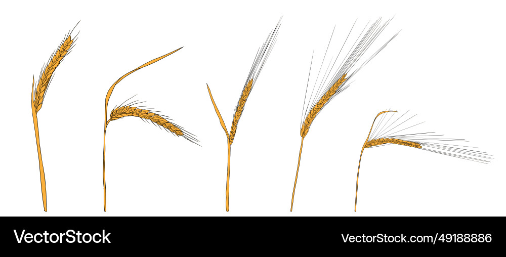 Drawing wheat grass plants Royalty Free Vector Image