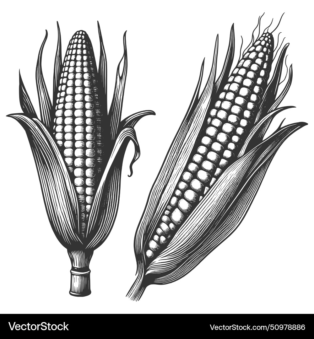 Ears of corn husks engraving Royalty Free Vector Image